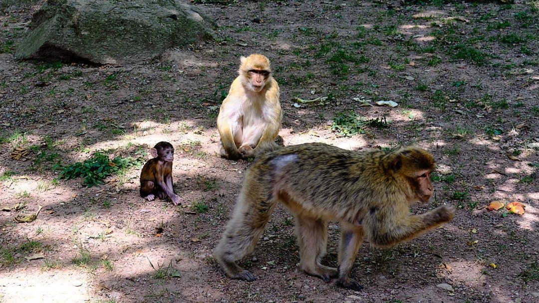 La Montagne des Singes / Affenberg Kintzheim Elsass - Bonjour Elsass